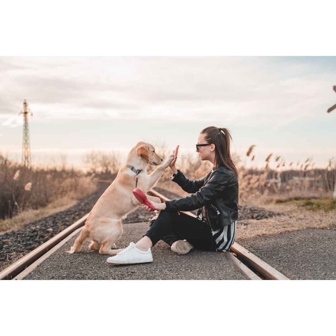 Being A Responsible Dog Owner - Pampa Animal Hospital