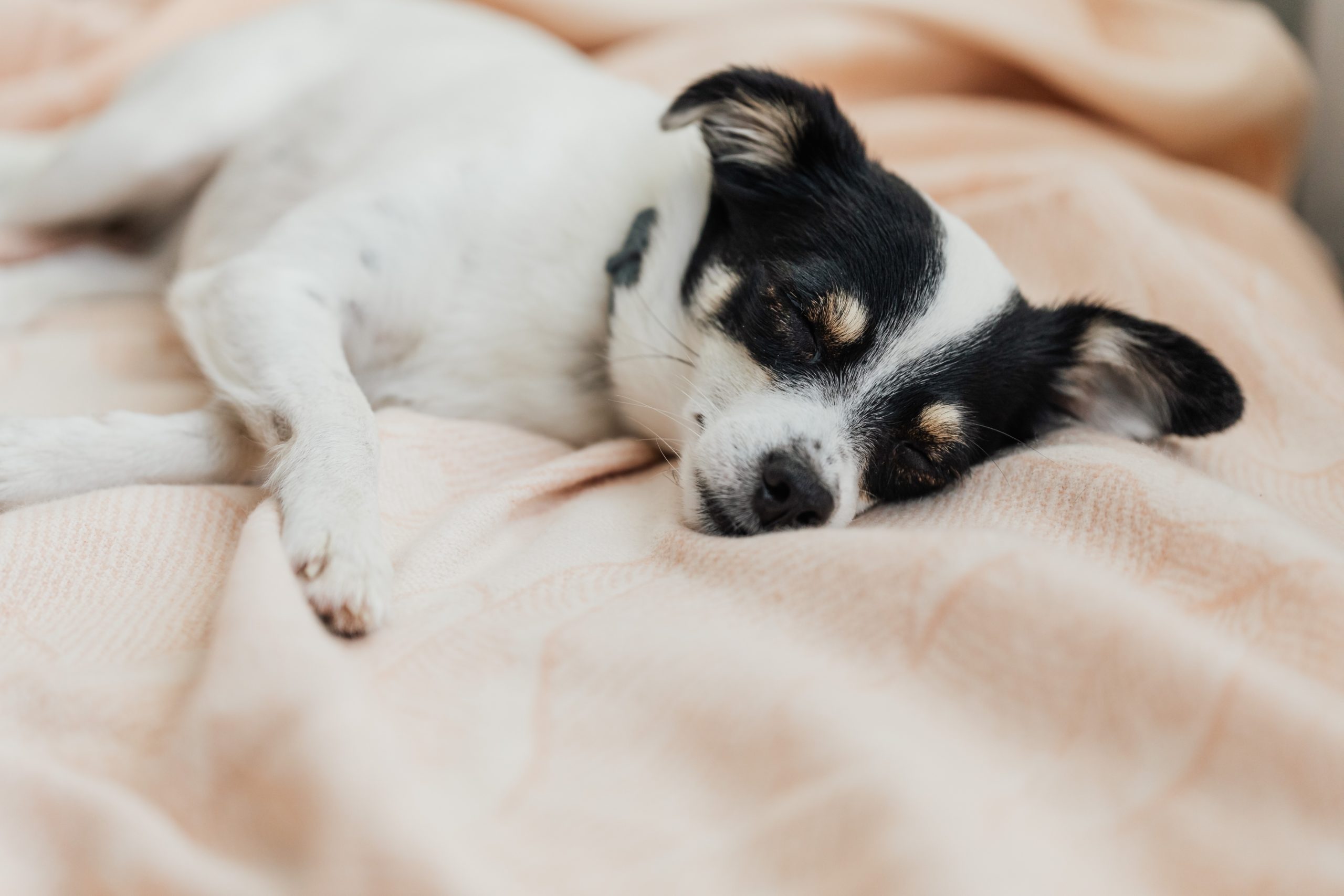 Watch Out For These 5 Signs of Pet Diabetes - Pampa Animal Hospital