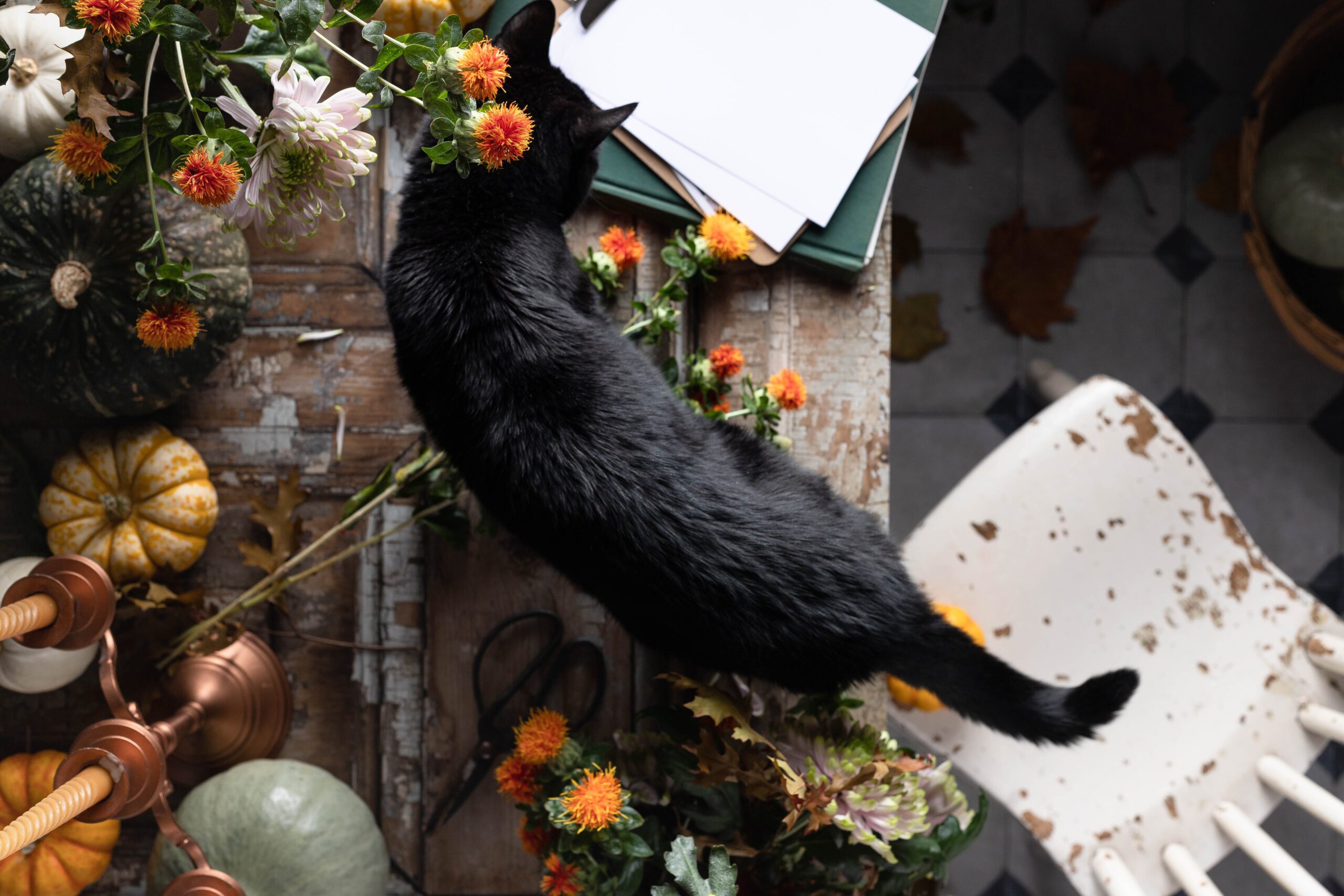 5 Thanksgiving Safety Tips For Your Pets